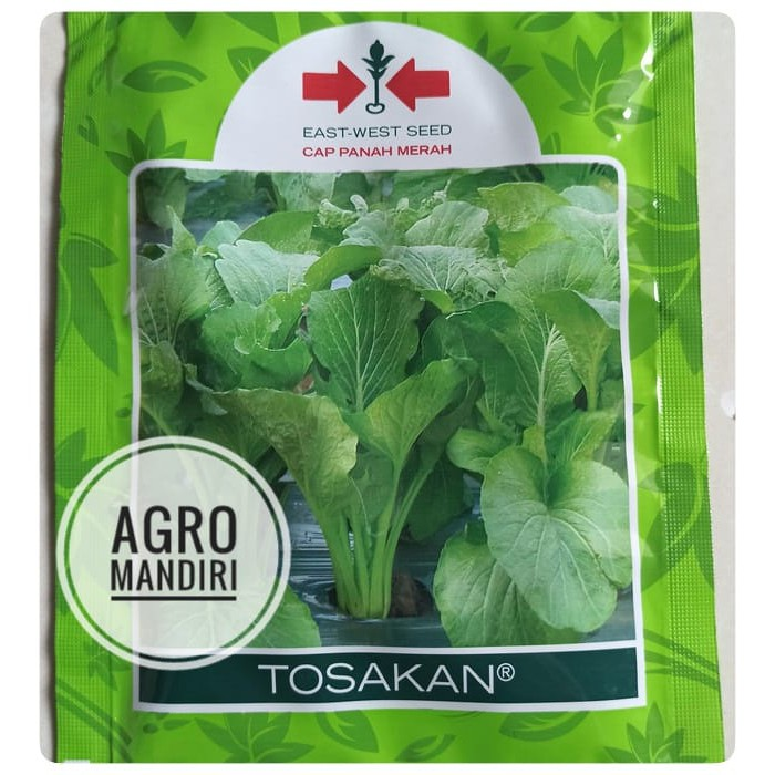 Benih Bibit Sawi Manis Caisim Tosakan 25 gram Cap Panah Merah | Lazada ...