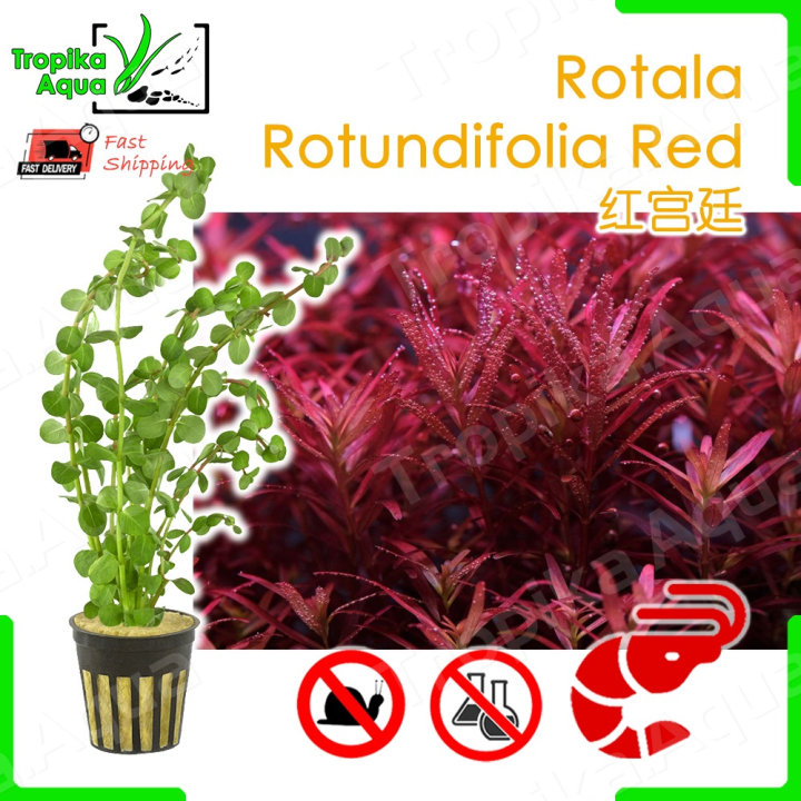 [Shrimp Safe] Rotala Rotundifolia Red 红宫廷 - aquarium aqua plant [high ...