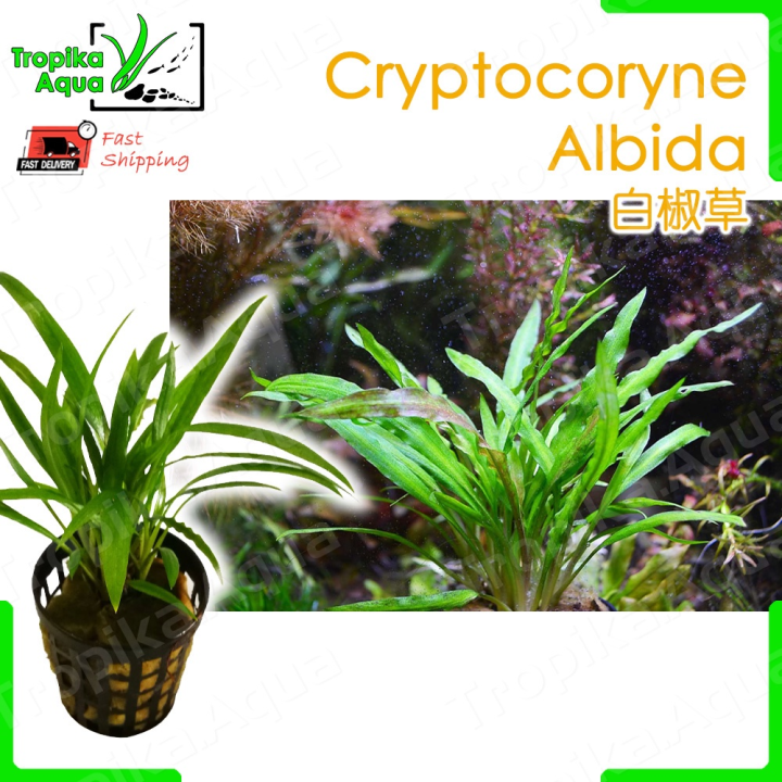 Cryptocoryne Albida Brown (crypt costata) - aquarium aqua plant ...