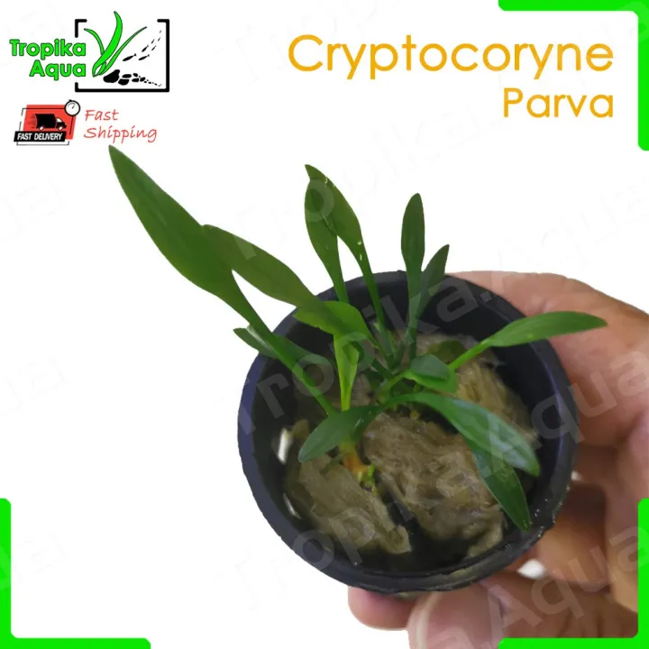 Cryptocoryne Parva 泊夫椒草 (crypt) - aquarium aqua plant aquascaping ...