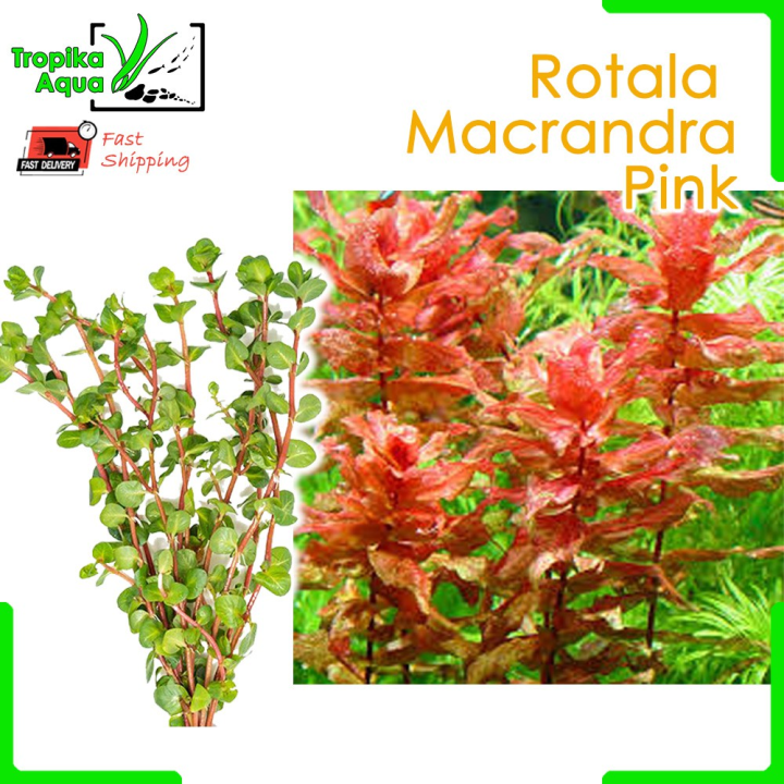 Rotala Macrandra Pink - Shrimp Safe Snail Free aquarium aquascaping ...