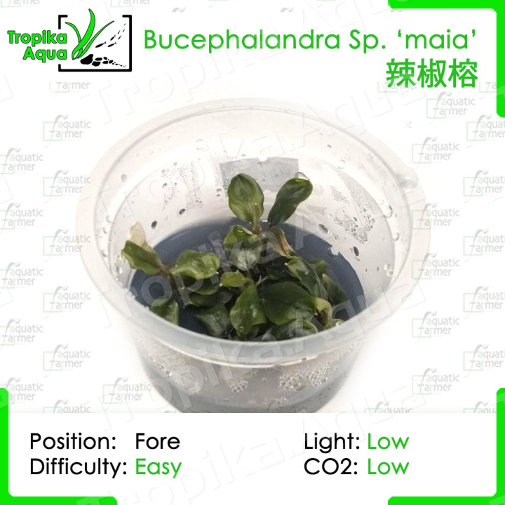 Bucephalandra Sp. 'Maia' 辣椒榕 - Aquatic Farmer TC Tissue Culture Fish ...