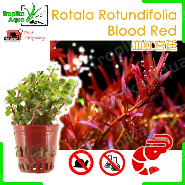 [Shrimp Safe] Rotala Rotundifolia Blood Red 血红宫廷 - aquarium aqua plant ...