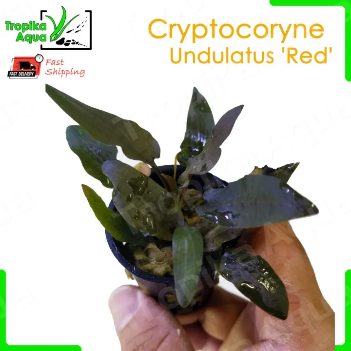 Cryptocoryne Undulata 'Red' 红波浪椒草 (crypt) - aquarium aqua plant ...