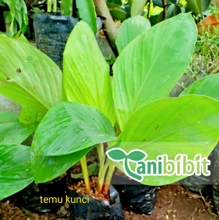 Bibit Tanaman Temu Kunci - Pohon Herbal Temu Kunci | Lazada Indonesia