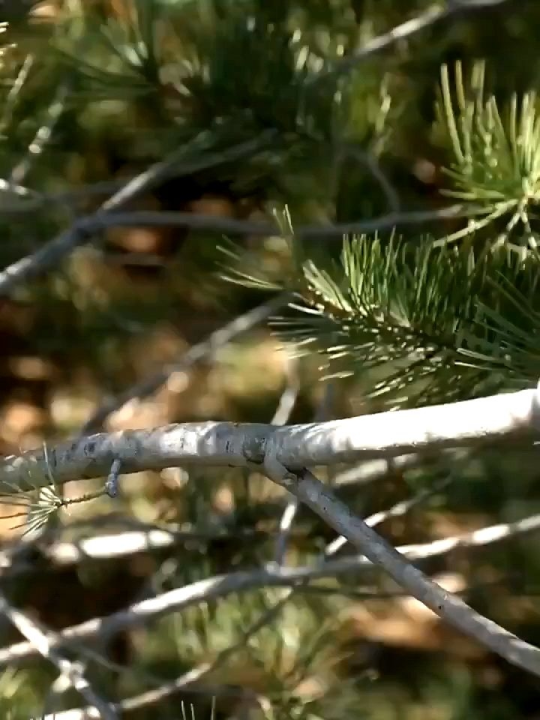 Gunting Taman Ranting Tumbuhan Pruning Shear Scissors KNIFEZER 1020 dan ...