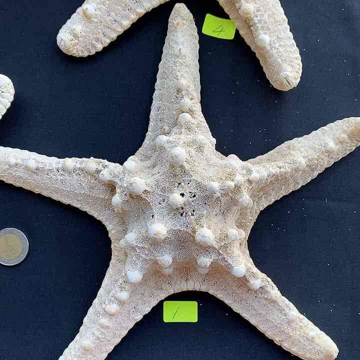 วัสดุทำหัตถกรรมปลาดาวตากแห้ง Dried starfish handicraft making materials ...