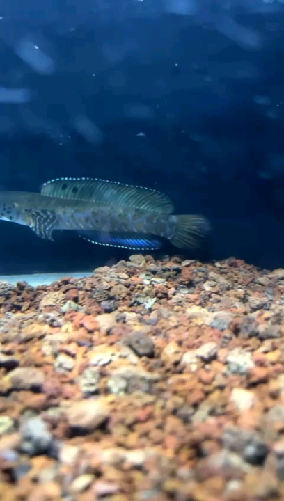 Channa orna yellow fish lips 7 inches , hifin, mental cun | Lazada