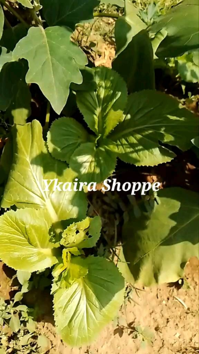 100+ seeds binhi pantanim pechay or mustasa outdoor garden plant ...