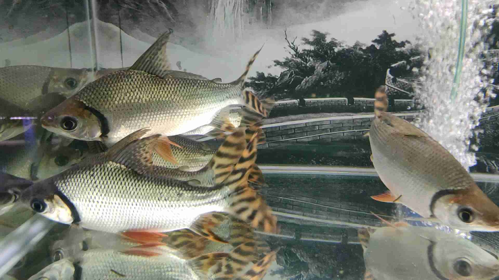 [Long Jin Aquatic] Flagtail Fei Fong[Red Tail] 7Inch+ / Best Koi ...