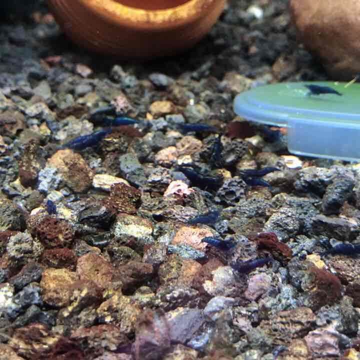 [LIVE SHRIMP] Blue Diamond Shrimp Neocaridina Shrimp (Small Pet) | Lazada