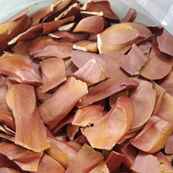 Benih biji mahoni kering 1kg | Lazada Indonesia