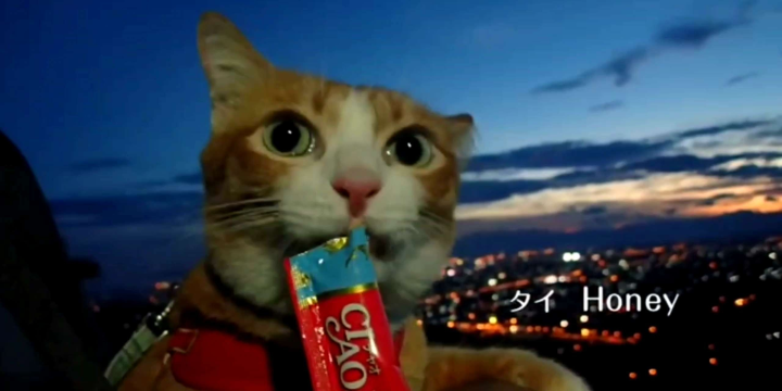 CIAO Churu Cat Snack Tuna Sauce Urinary Tract Health 14g*4 sticks ...