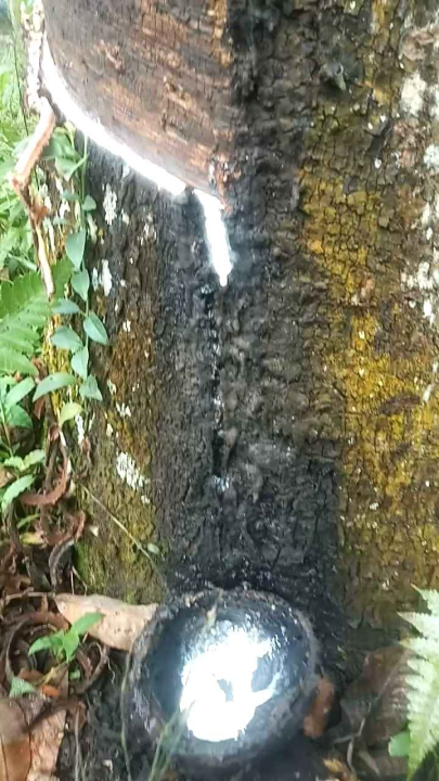 Etrolin 20000 Plus Penggalak Produksi Susu Getah Karet ( Lateks ) Isi ...