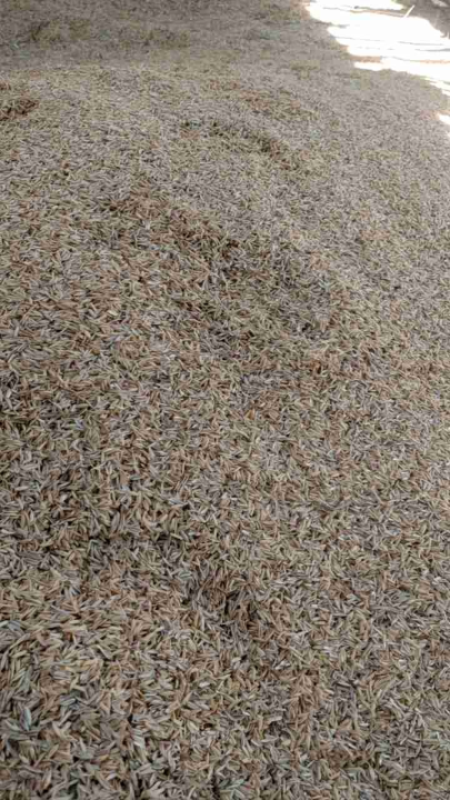 Sekam padi kulit gabah padi media tanam 1kg murni kering | Lazada Indonesia