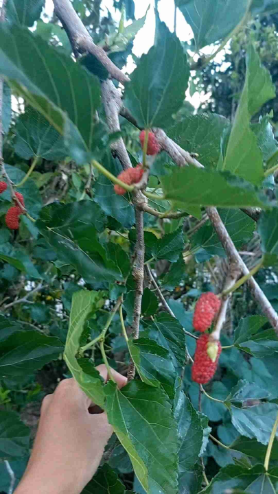 mulberry fruit stem cutting for planting or fresh leaves | Lazada PH