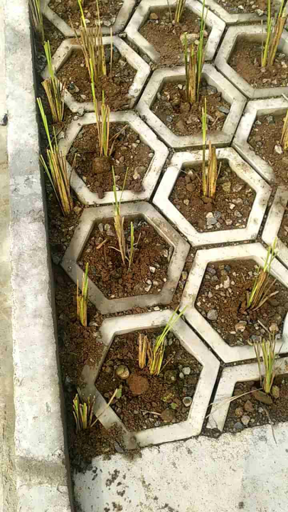 Paket 10 Batang Rumput Vetiver Akar Wangi Penahan Erosi Tanah | Lazada ...