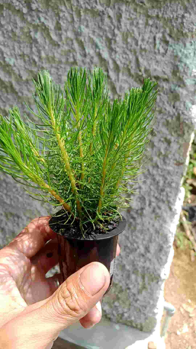 Myriophyllum Simulans 10 batang Emersed Tanaman Aquascape | Lazada ...