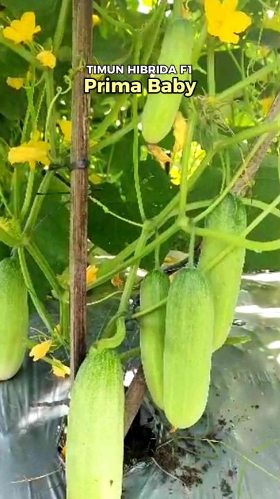 [COD] Benih Timun Kecil Hibrida F1 PRIMA BABY 20 gram (±1.000 biji ...