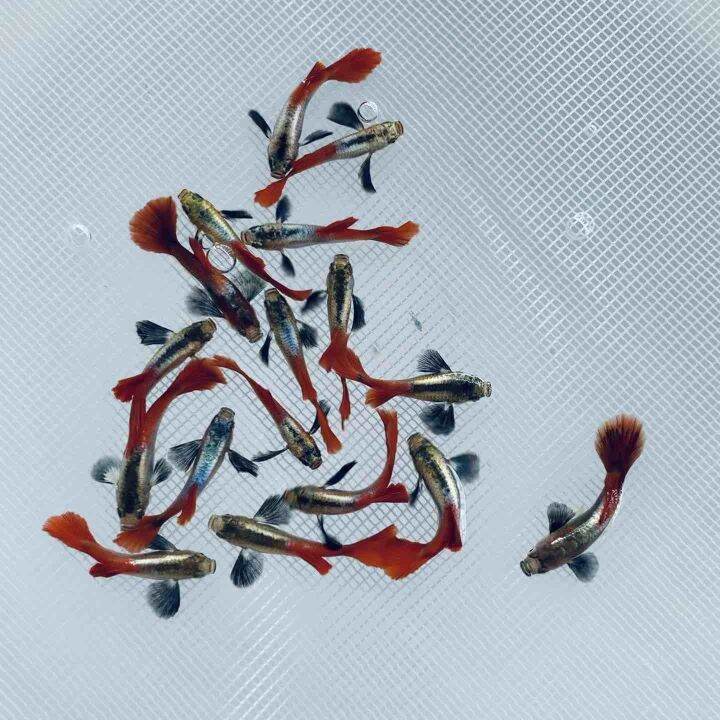 ส่งฟรี >> ปลากัดสวยงาม เรดเทลหูใหญ่ 1คู่ 2ตัว ผ+ม ***สินค้าเคลมได้ ...