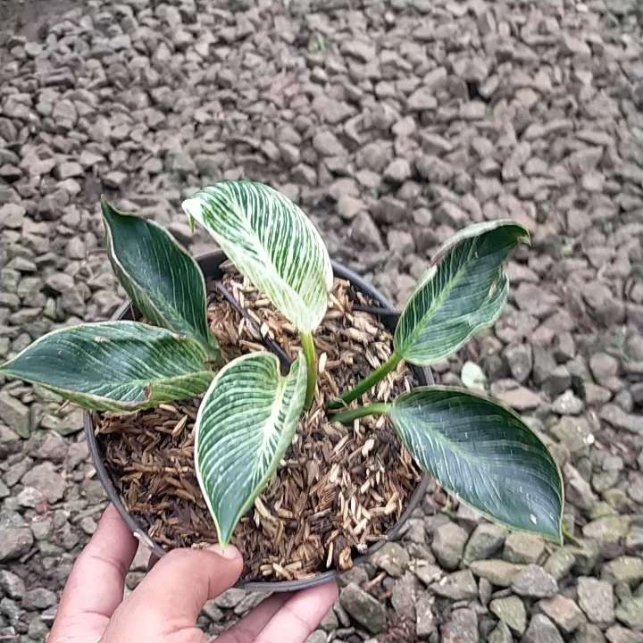 Philodendron birkin remaja / Tanaman Philo Birkin | Lazada Indonesia
