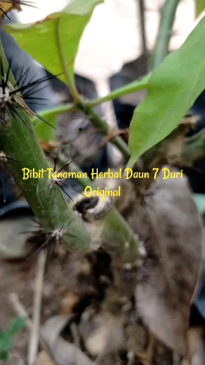 Bibit Tanaman Herbal Daun Tujuh Duri atau Pohon Tujuh Bilah Tanaman ...