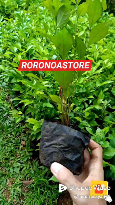 tanaman hias pagar teh tehan, pagar hidup, tanaman pagar | Lazada Indonesia