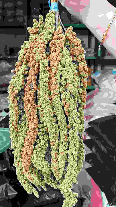 isi 200gr JEWAWUT TANGKAI Yellow Millet foxtail Camilan Hamster dan ...