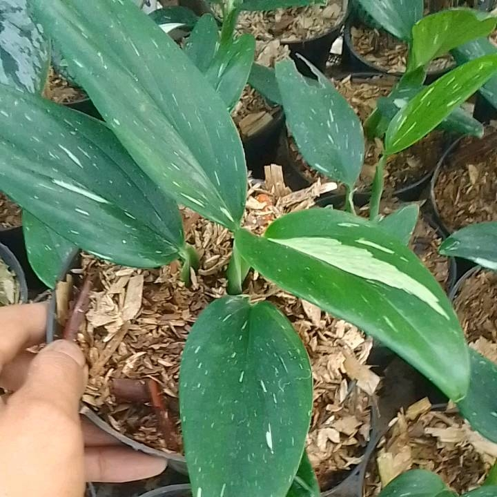 Tanaman hias daun monstera standleyana variegata putih | Lazada Indonesia