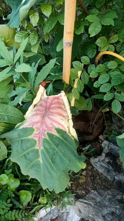 colocasia Devil Mask ตัดสดไม่ตัดใบ โคโลคาเซีย เดวิล เเมสค์ หน้ากากปีศาท ...