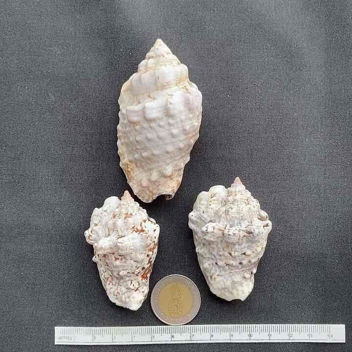 Dragon head conch shell หอยสังข์หัวมังกร | Lazada.co.th