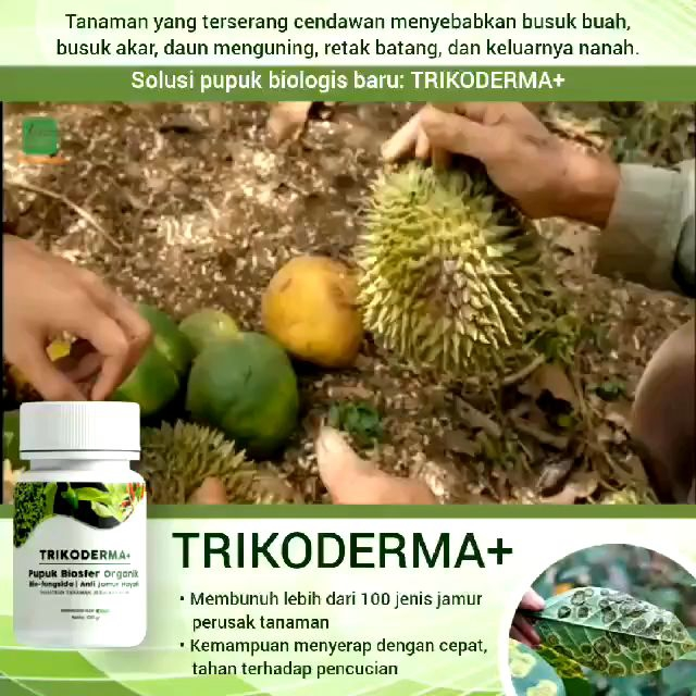 trikoderma pungicides mencegah layu akar dan patek | Lazada Indonesia