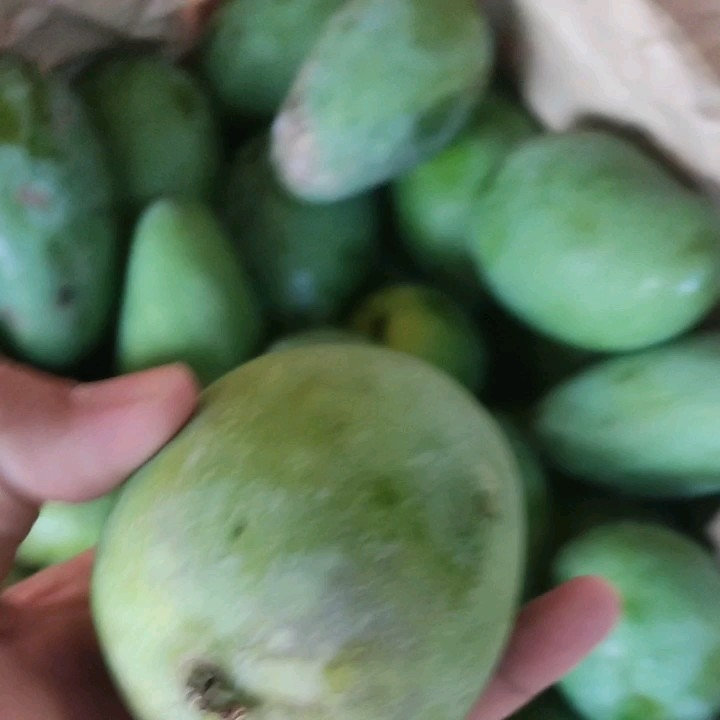 mangga harumanis \buah mangg segar /1kg mangga | Lazada Indonesia