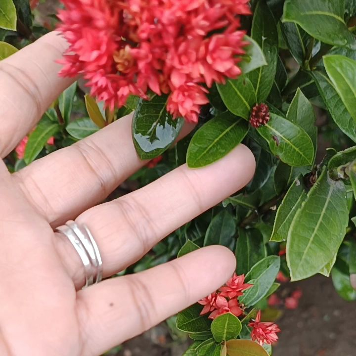 Cherry Santan Dwarf Japanese variety fully grown | Lazada PH