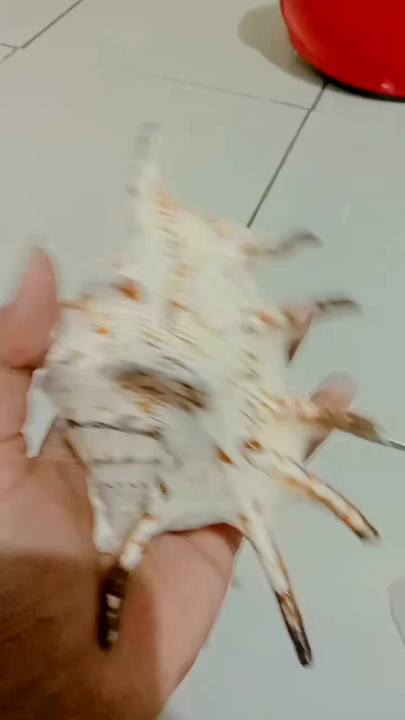 cangkang kerang corak macan | Lazada Indonesia