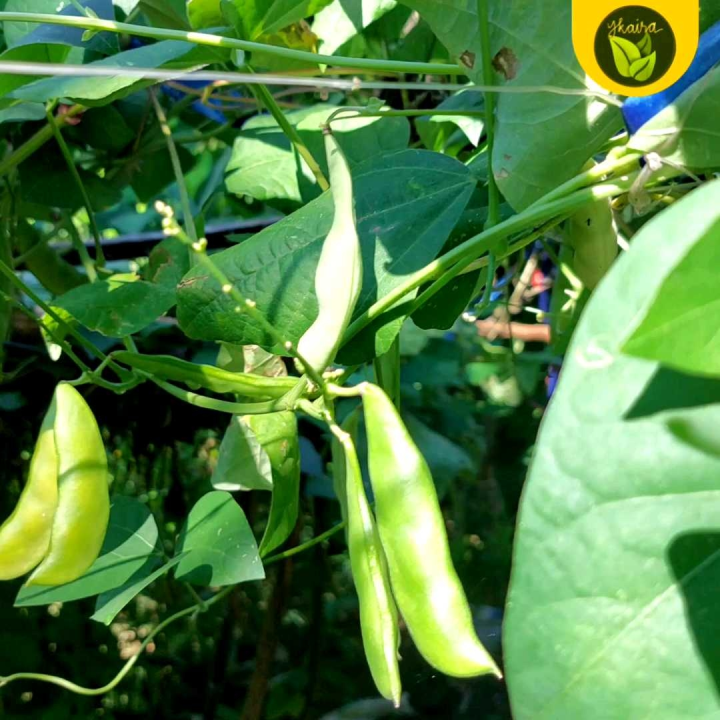 lima patani 3 seeds for planting binhi pantanim | Lazada PH