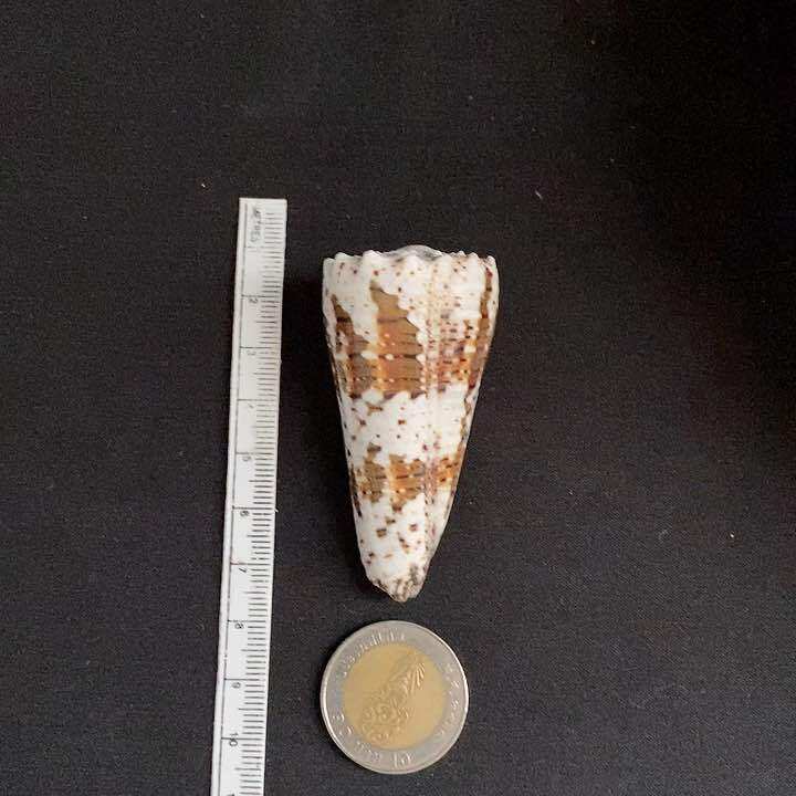 หอยสังข์จักรพรรดิ Emperor Conch Shell 6-8cm di | Lazada.co.th