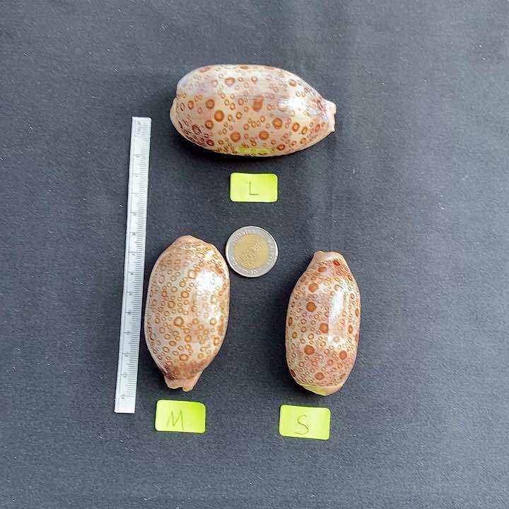 eye cowrie natural sea conch shell 6-9cm | Lazada.co.th