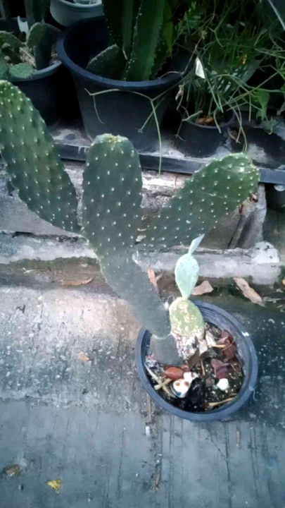 Opantia Consolea Falgata โอพันเทีย คอนโซเล่ ฟอลกาต้า สูง 50 เซนต์ ...