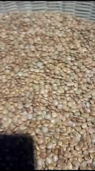 Bibit/Benih Bengkoang Berat ( 10 kg ) | Lazada Indonesia