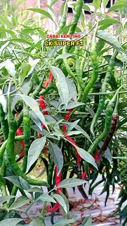 [COD] Benih Cabai Keriting Tahan Virus CK SUPER F1 10 gram (±2.200 biji ...