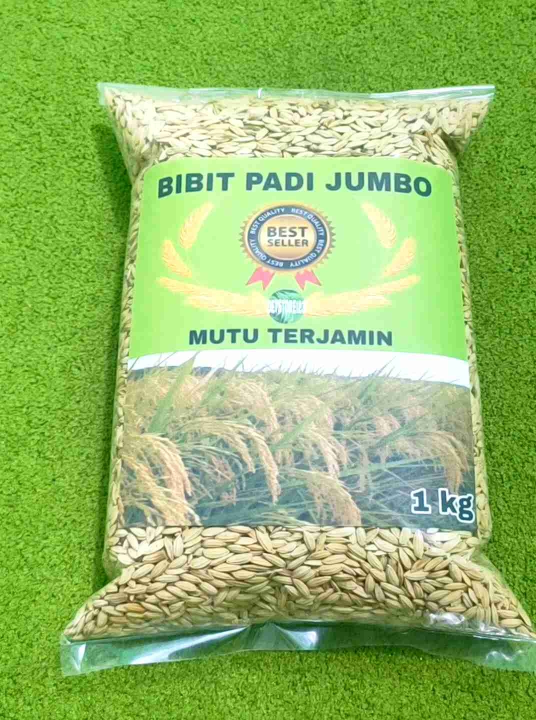 Bibit padi unggul umur pedek terbaru\Benih padi merah\jenis padi jumbo per 1 kg | Lazada Indonesia