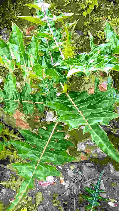 daun druju jeruju deruju daruju perlembar | Lazada Indonesia