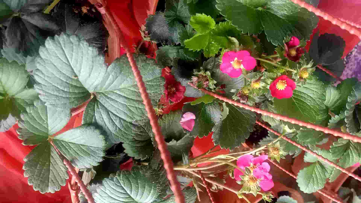 Pokok Strawberry Bunga Pink (strawberi Tristan ) | Lazada