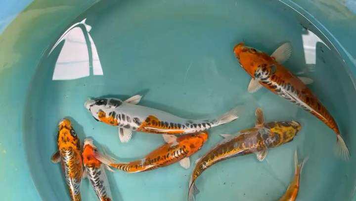 Genuine Japan Koi Kin Kikokuryu 18-22cm from YAMASAN FARM | Lazada