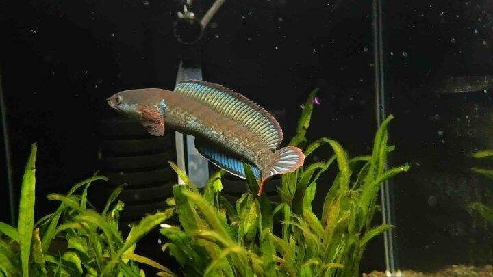 Channa blue bengal 酒红雷龙 (live fish ikan hidup 观赏鱼) | Lazada