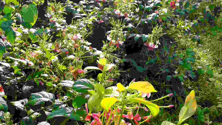 (OFFER) 6 x keratan Pokok Akar Dani - Rangoon Creeper Plant / Combretum ...