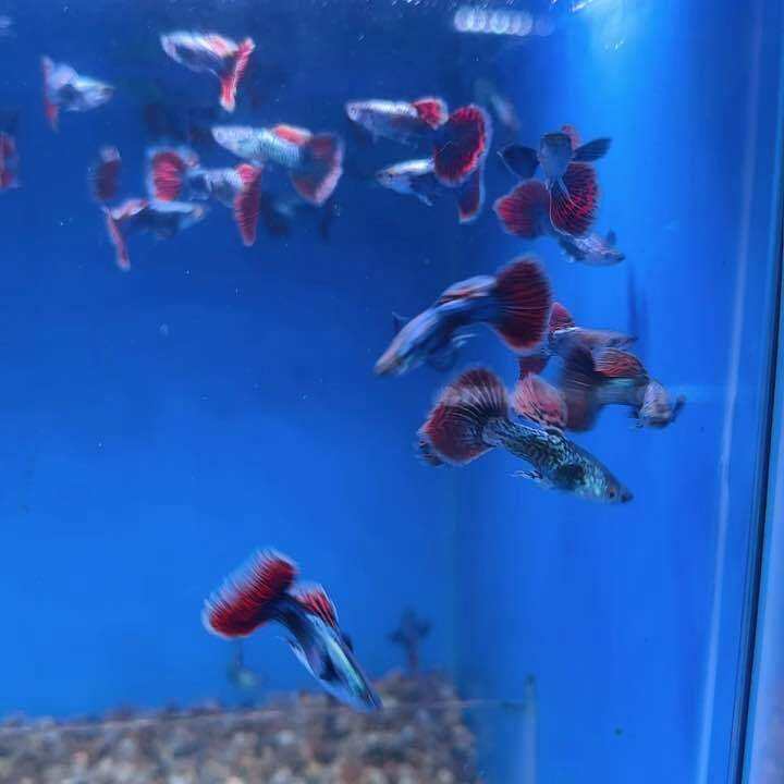 Guppy Snakeskin Red Dragon Halfmoon (Male) | Lazada