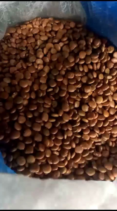 Bibit/Benih Bengkoang kemasan 1kg | Lazada Indonesia