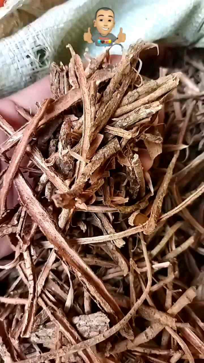 Kayu Rapet Kering 100gram | Lazada Indonesia